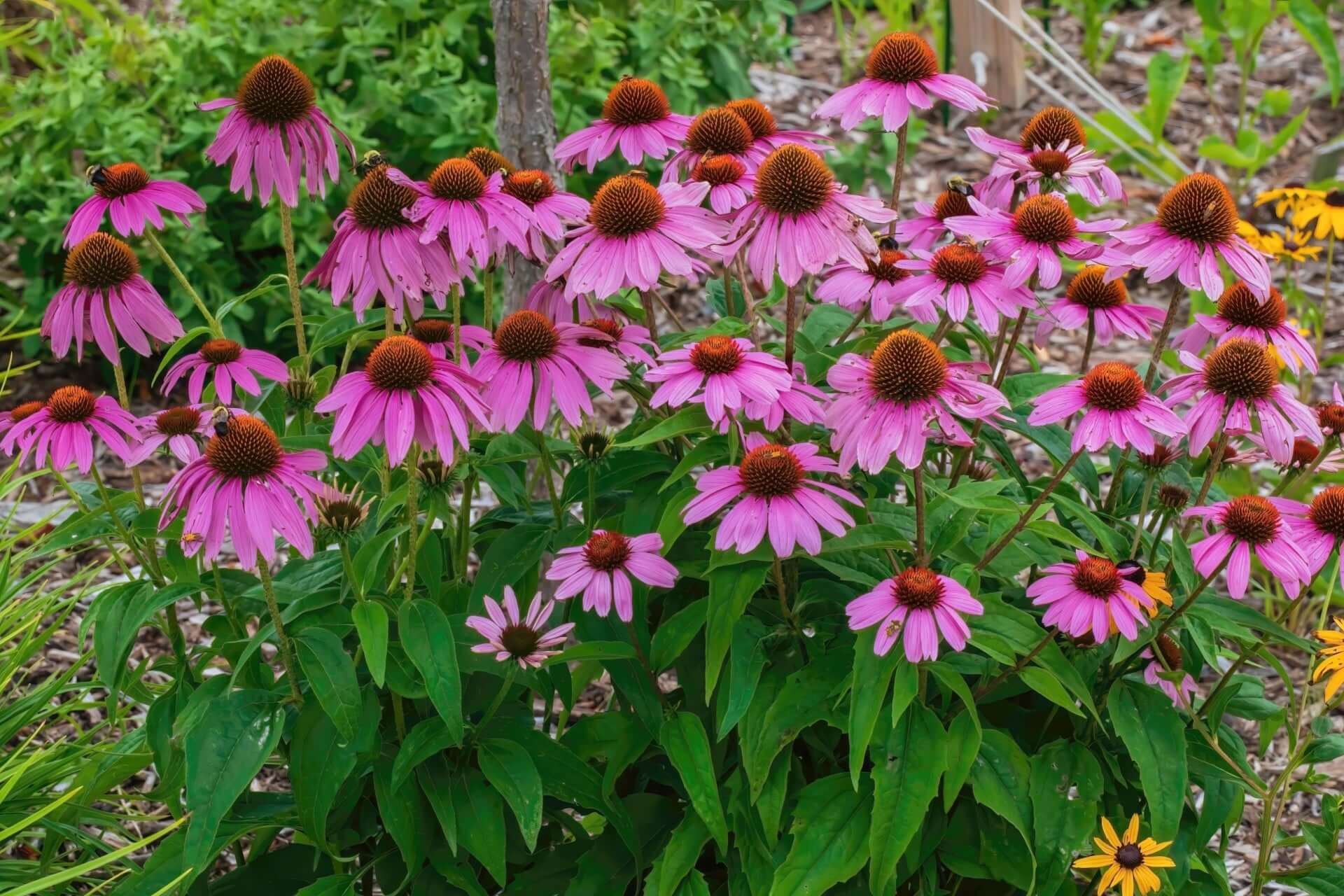 Coneflowers Are A Timeless Garden Favorite | TN Nursery
