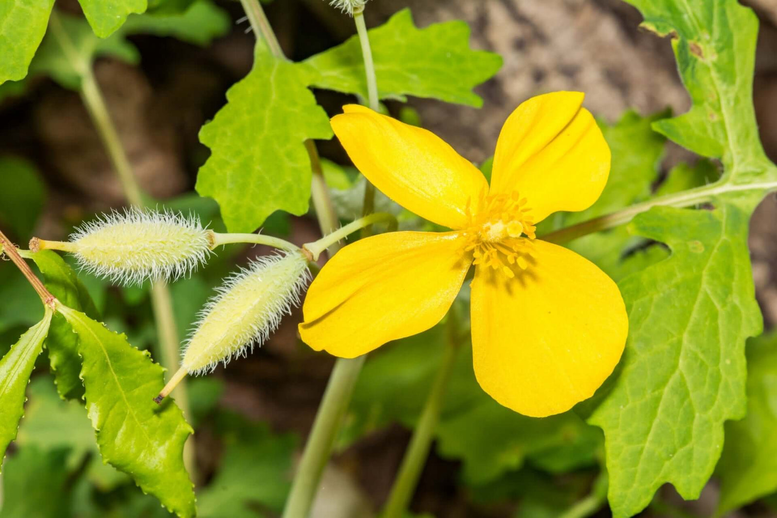 Wood Poppies The Hidden Beauty of Shade Gardens – TN Nursery