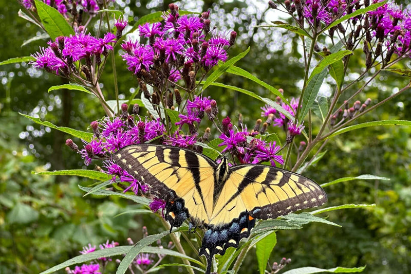 Native Wildflower: Ironweed – TN Nursery