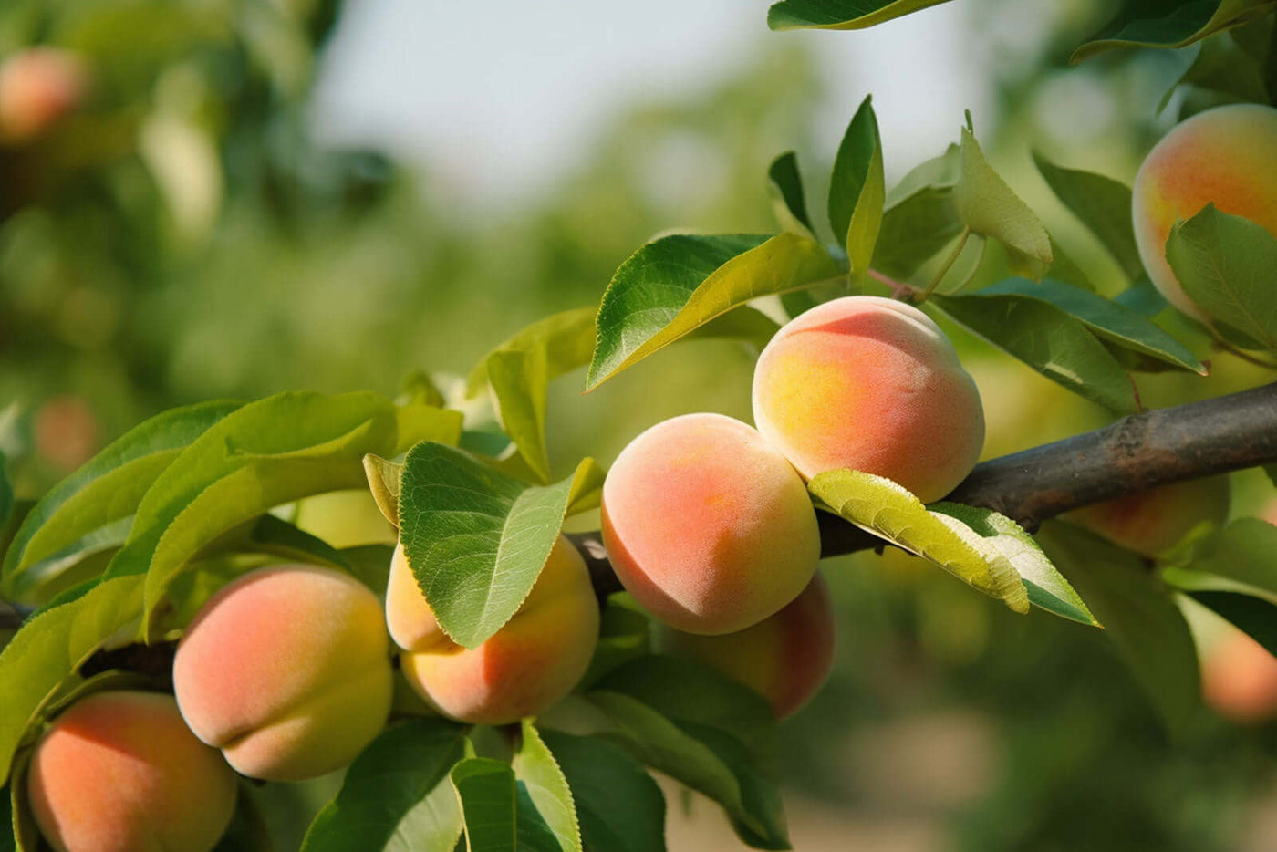 Planting Peach Trees: A Step-by-Step Guide – TN Nursery