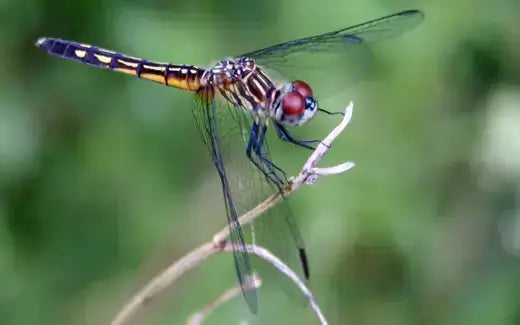 Attracting Dragonflies: Tips for a Lush Garden Habitat – TN Nursery