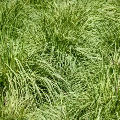 Buy Cherokee Sedge: A Versatile Plant for Wet Areas – TN Nursery