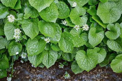 Growing Wasabi Made Easy: Tips for Success at Home – TN Nursery