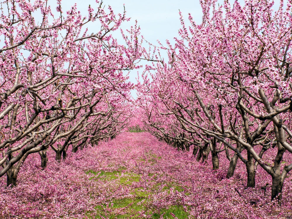 TN Nursery | Online Plant Nursery | Tree Nursery
