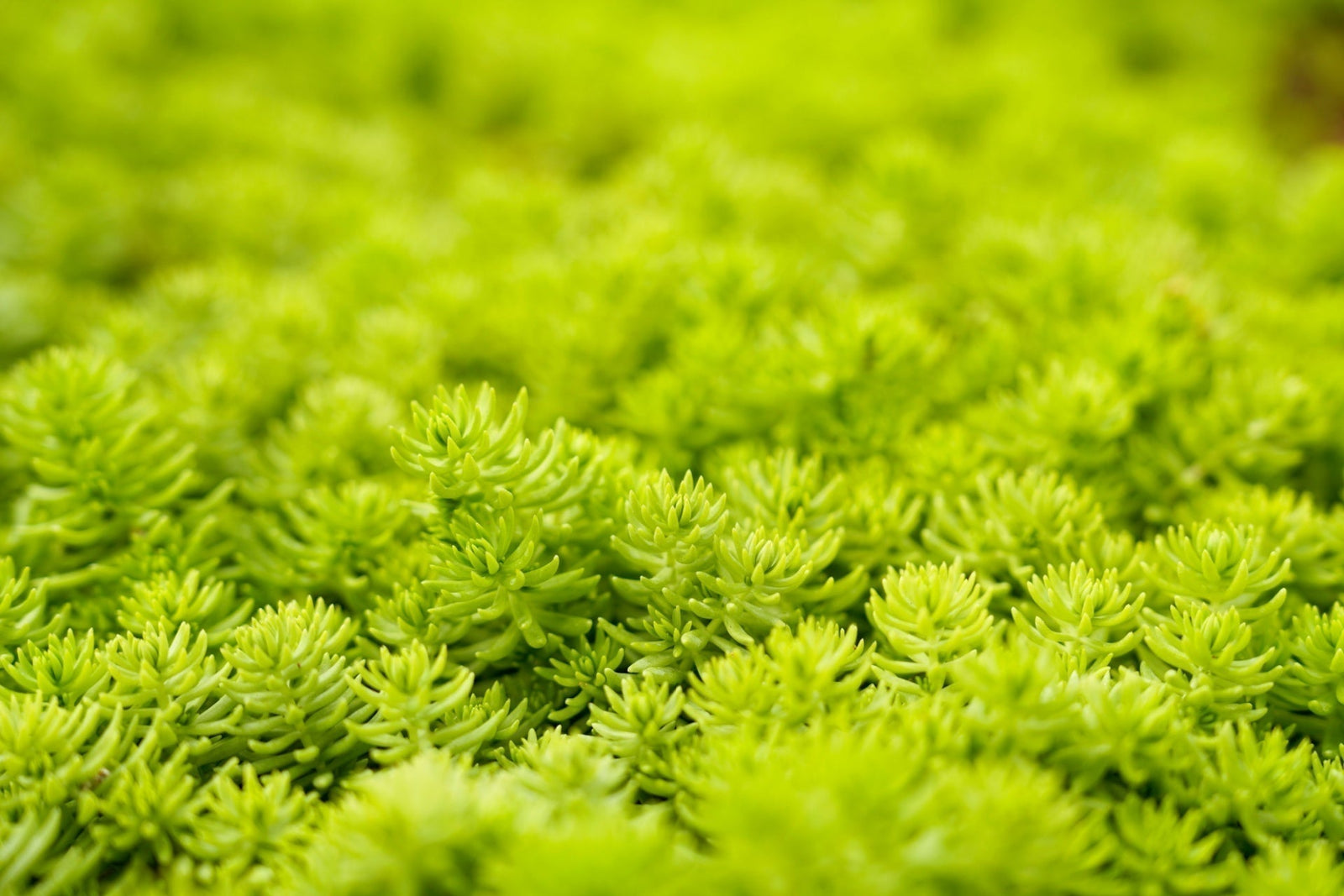 Moss in Shade Gardens: Beautiful & Eco-Friendly – TN Nursery