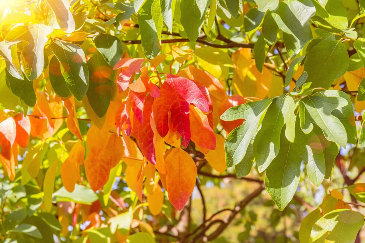 Sassafras Tree: History, Uses, and Care Tips for Gardeners – TN Nursery