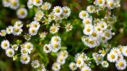 Discover the Beauty and Benefits of Fleabane Daisy – TN Nursery