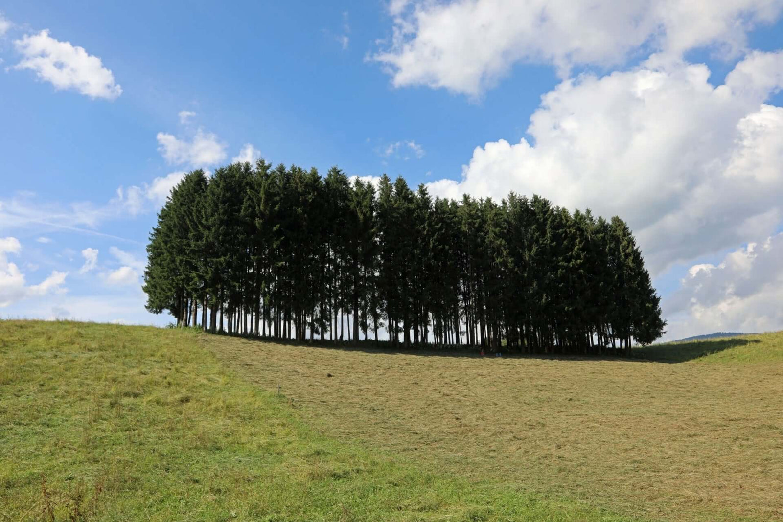 Beauty and Benefits of a Small Grove of Trees | TN Nursery