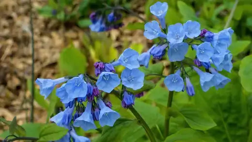 Blue Bells - Growing information | Facts | TN Nursery