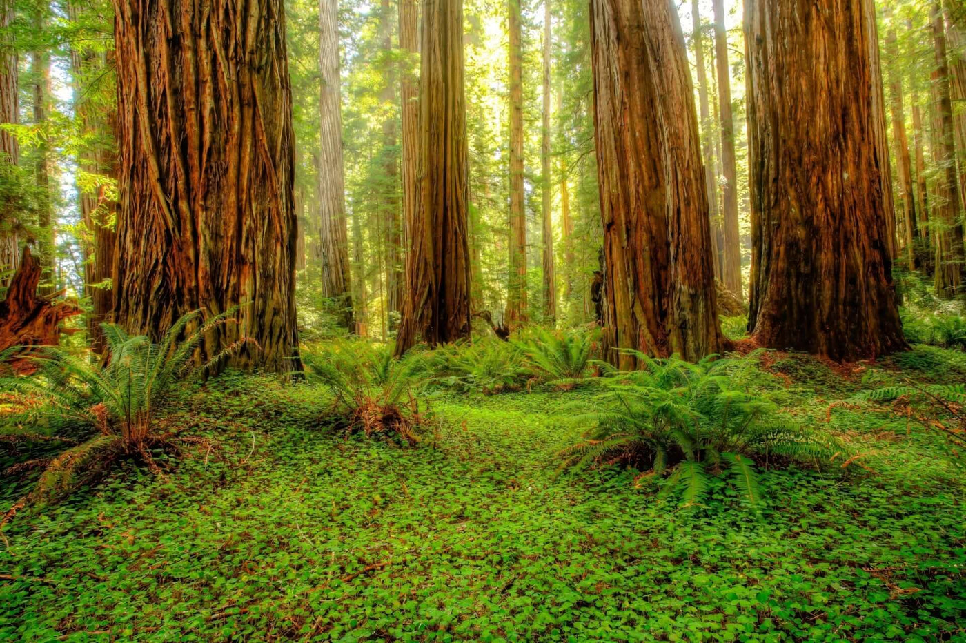 Shop Redwood Trees: Growing, Lifespan, and Protection Tips – TN Nursery