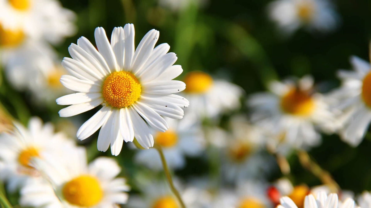 The Wonders Of The Daisy – TN Nursery