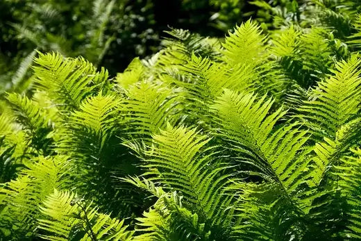 Why Grow Native Ferns? – TN Nursery