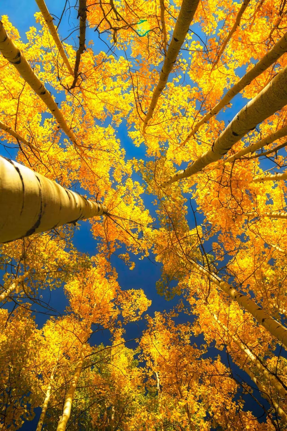 Fast-Growing Trees for Shade and Beauty in Tennessee – TN Nursery