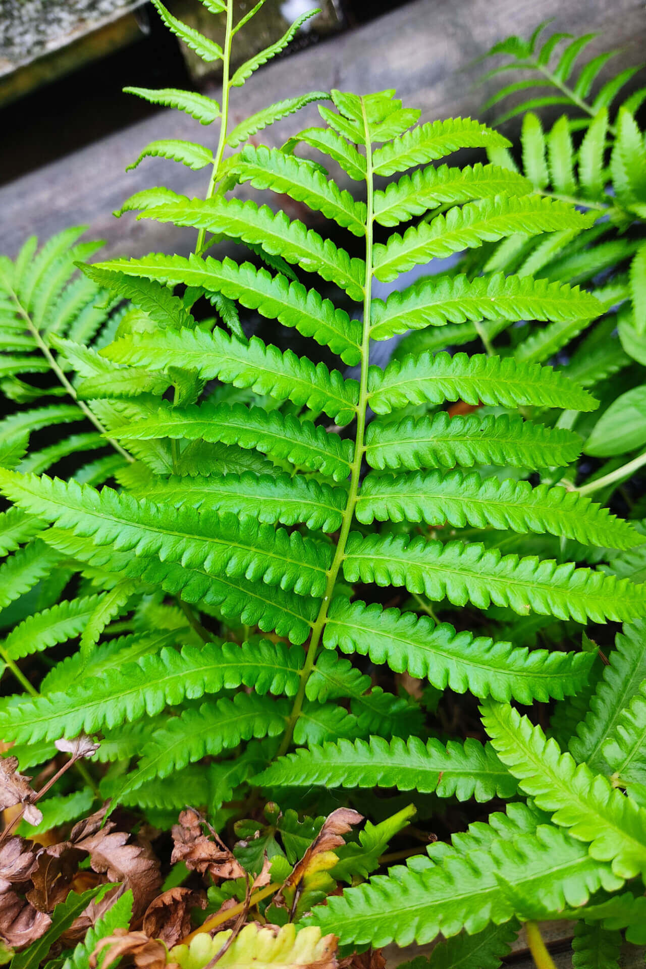 Easy ferns to grow for sale shade loving native ferns