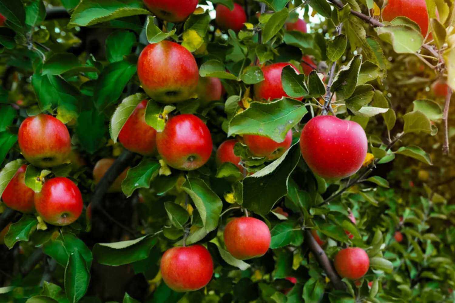 Fruit and Berry Plants For Sale | TN Nursery