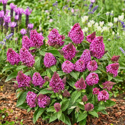 Northern Privets for Sale - Dense Shrubs for Privacy Hedges – TN Nursery