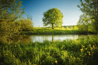 10 Pine Trees Perfect for Your Yard – TN Nursery