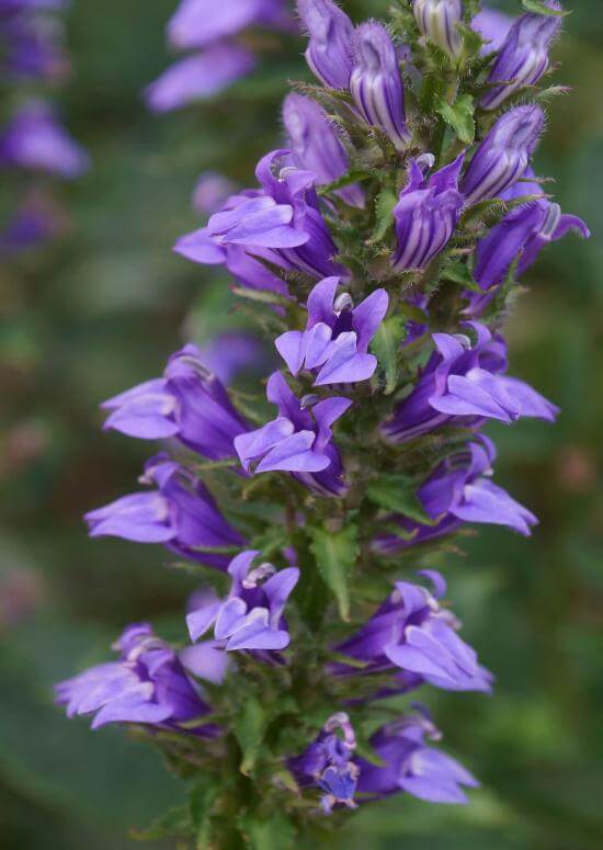 Lobelia Plants For Sale - TN Nursery