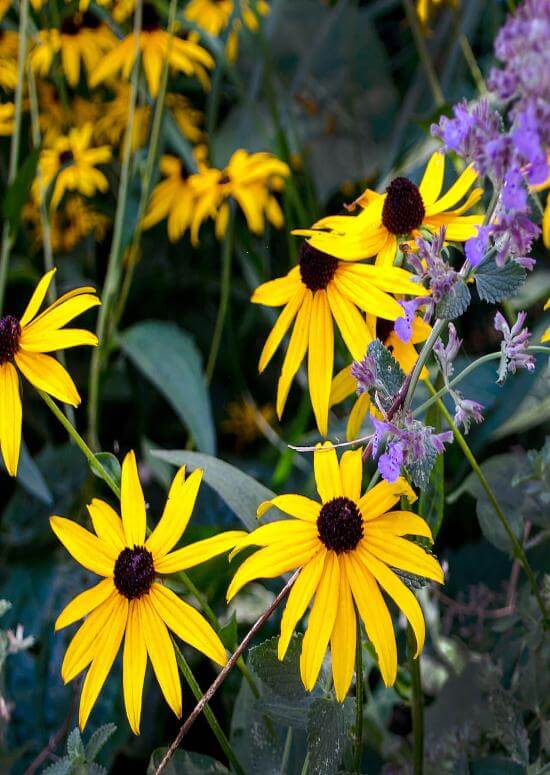 Purple and Gol Perennials For Sale | Fast Ship – TN Nursery