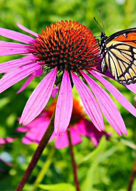 Purple and Gold Colored Perennials For Sale - TN Nursery