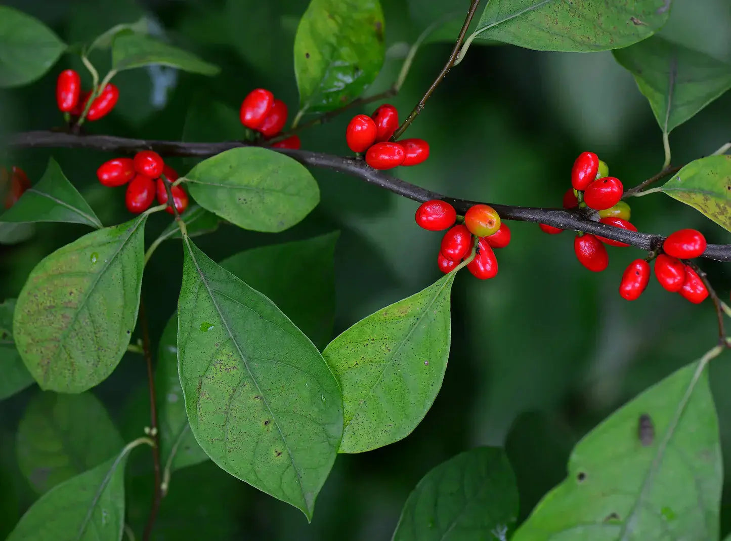 Northern Spice Bushes for Sale - Hardy Shrubs for Your Yard – TN Nursery