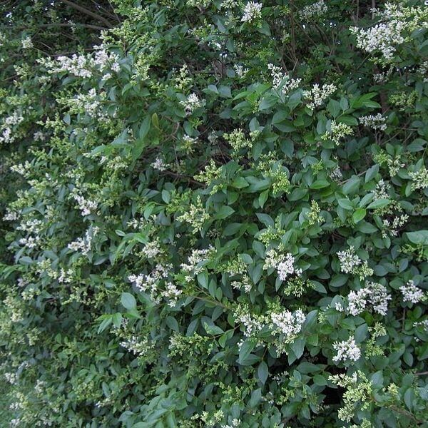 California Privet for Sale – Dense, Fast-Growing Hedge Plant – TN Nursery