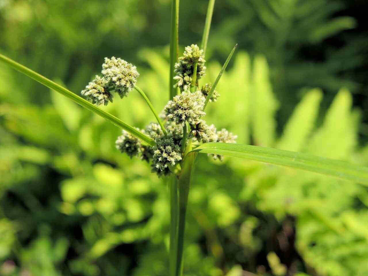 Bulrush Plugs For Sale | BOGO Free – TN Nursery