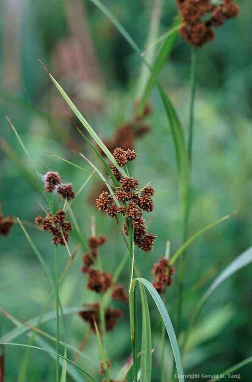 Bulrush Plants For Sale : Buy 1 Get 1 Free – TN Nursery