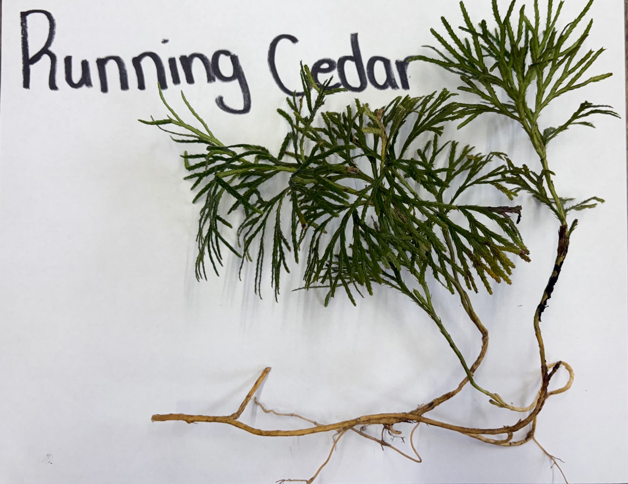 Running Cedar Plants for Sale $5.99 | Buy 1 Get 1 Free – TN Nursery