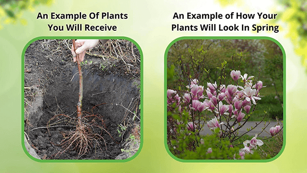 Buy Black Walnut Trees | Black Walnut Trees For Sale – TN Nursery