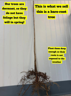 Japanese Maple Trees: Care, Growth, and Unique Traits – TN Nursery