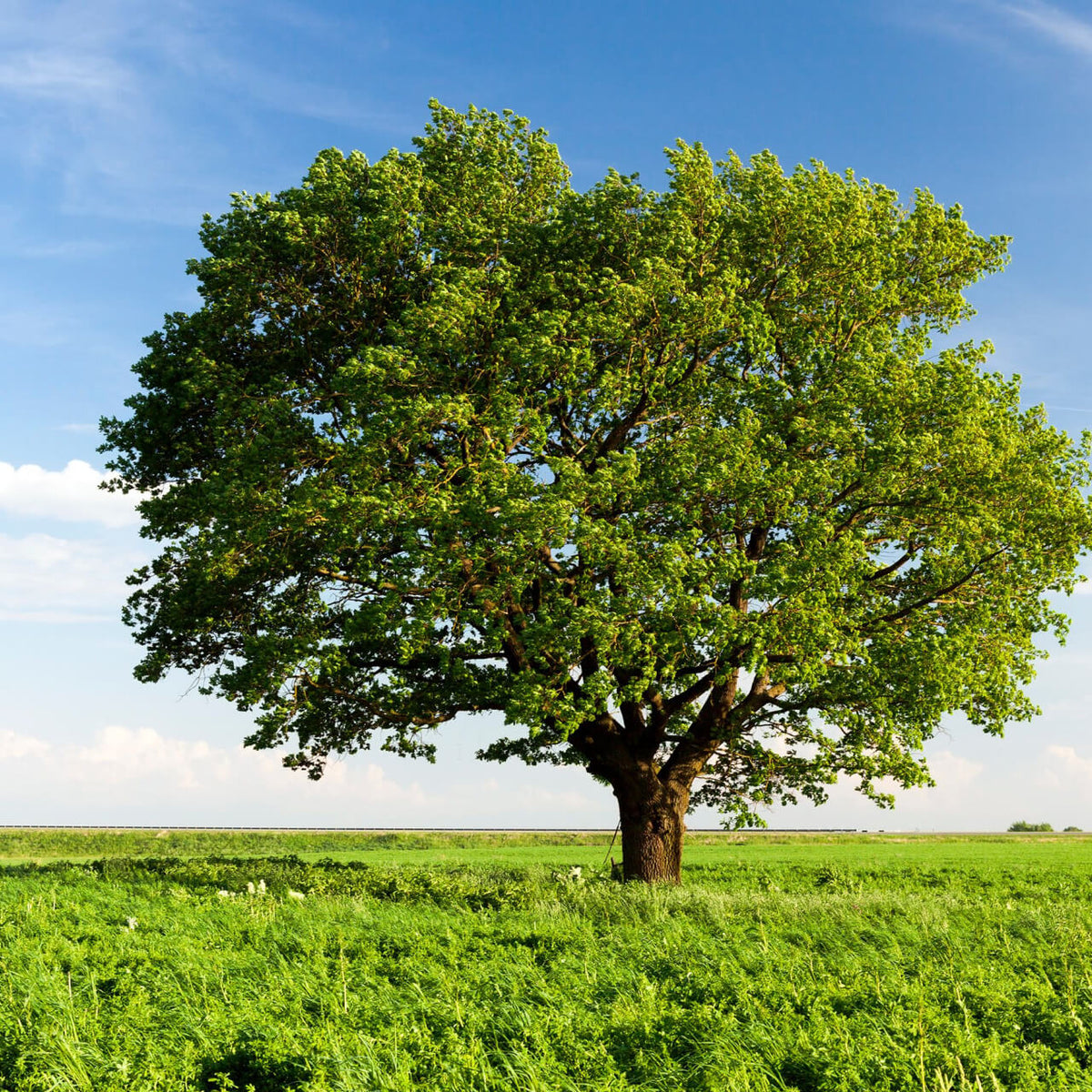 Chestnut Oak Trees for Sale $24.99 | Buy 1 Get 1 Free – TN Nursery