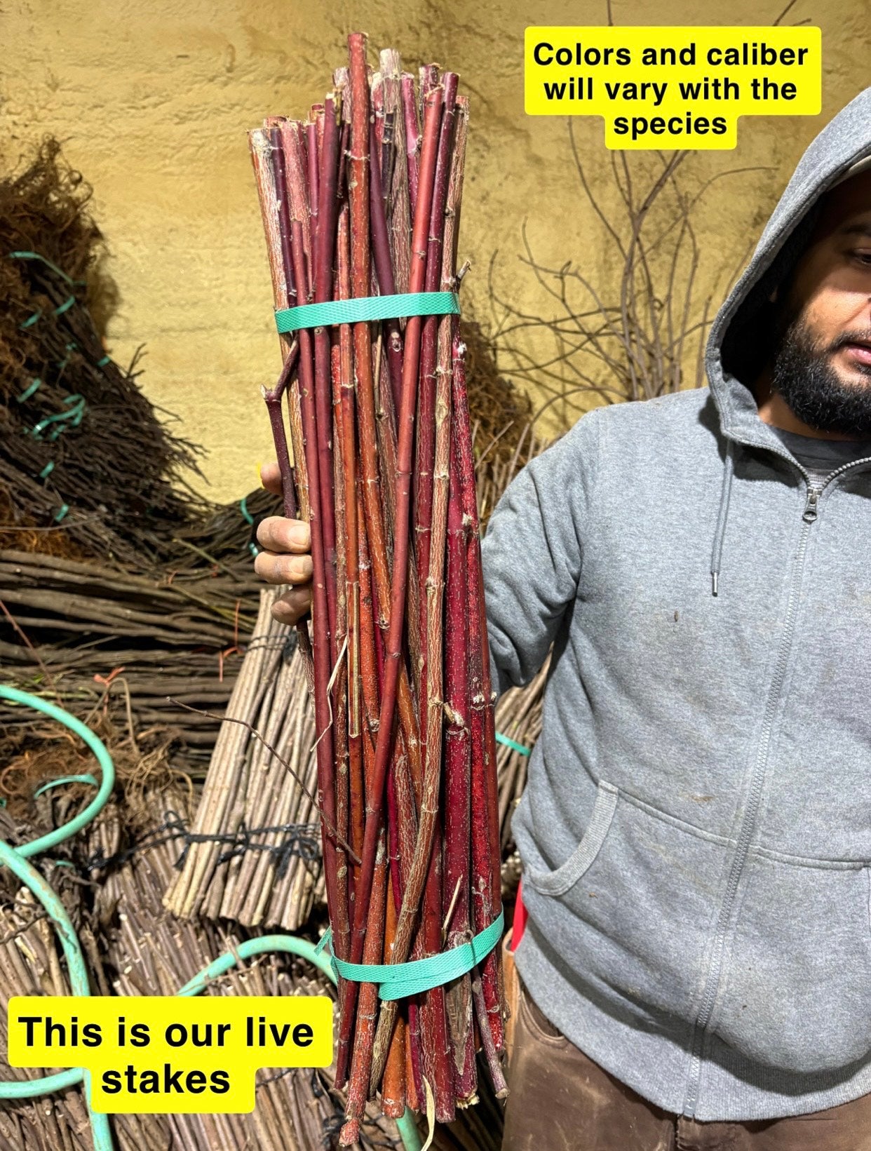 Elderberry Live Stakes: Fast-Growing Native Shrub Available – TN Nursery
