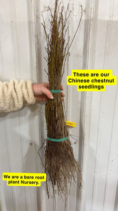 Chinese Chestnut Tree Seedlings for Sale | Fast Growing Tree Seedlings ...