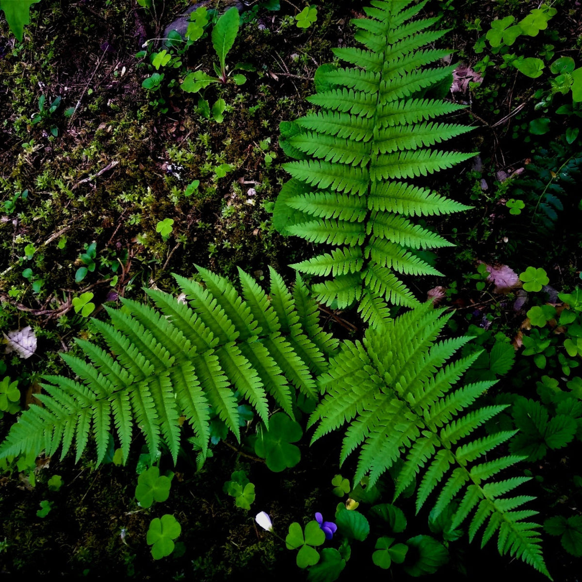 Lady Ferns For Sale | Buy Native Ferns – TN Nursery