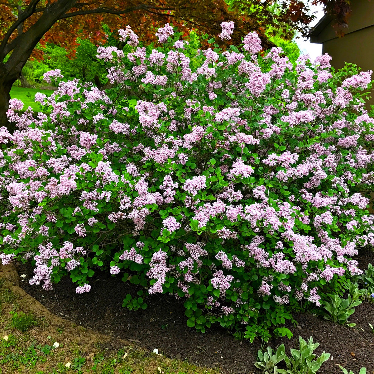 Lilac Shrubs For Sale | Buy 1 Get 1 Free| TN Nursery