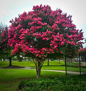 Miami Pink Crepe Myrtle For Sale | Long Bloom Season Flower Favorite