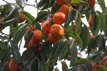 American Persimmon Tree | Fruit Trees for Sale – TN Nursery