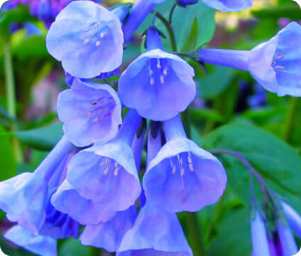 Tennessee's Best Native Plants – TN Nursery