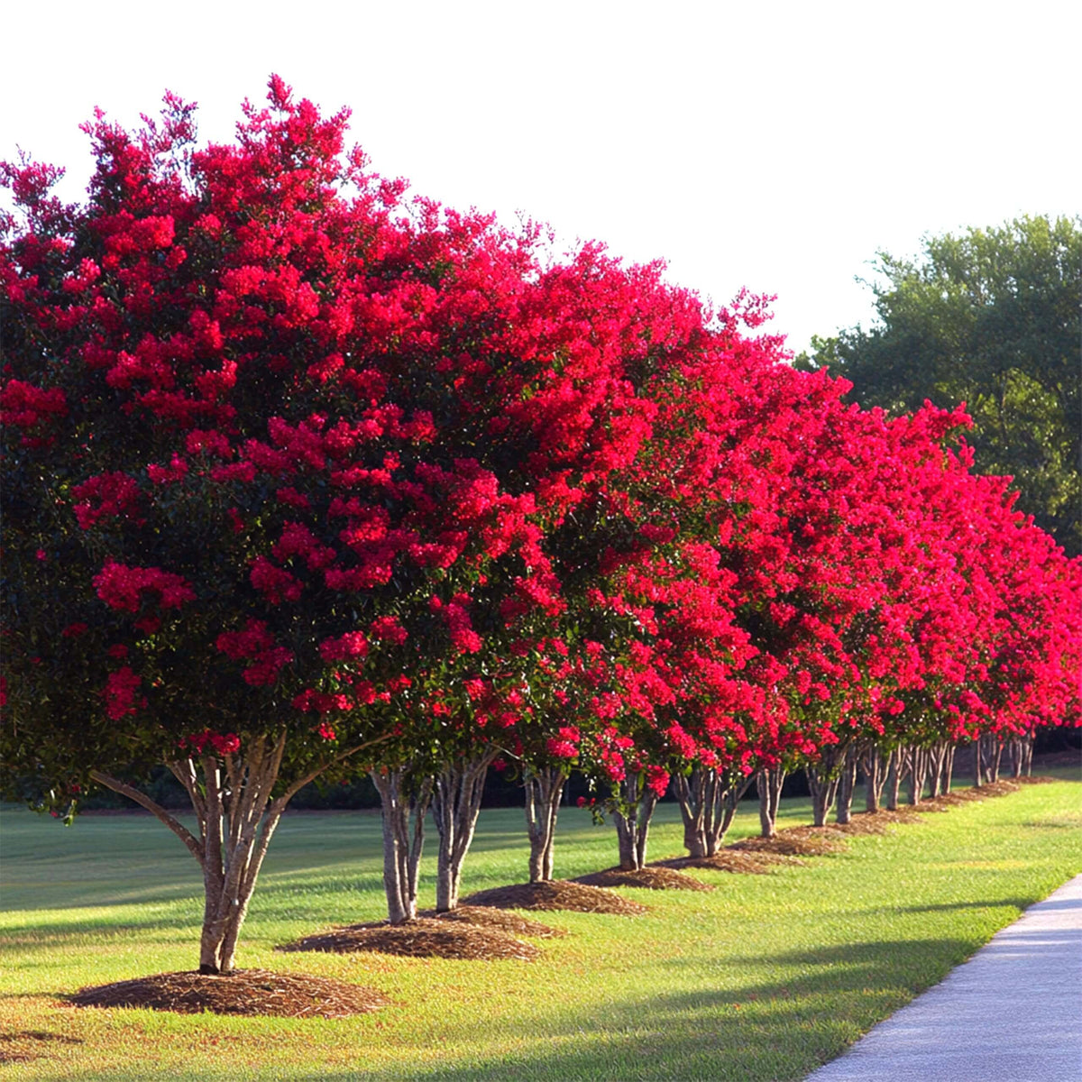 Buy Red Crepe Myrtles for Vibrant Stunning Summer Blooms – TN Nursery