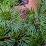 Running Cedar On Sale. Buy 1 Get 1 Free. Fast Ship – TN Nursery