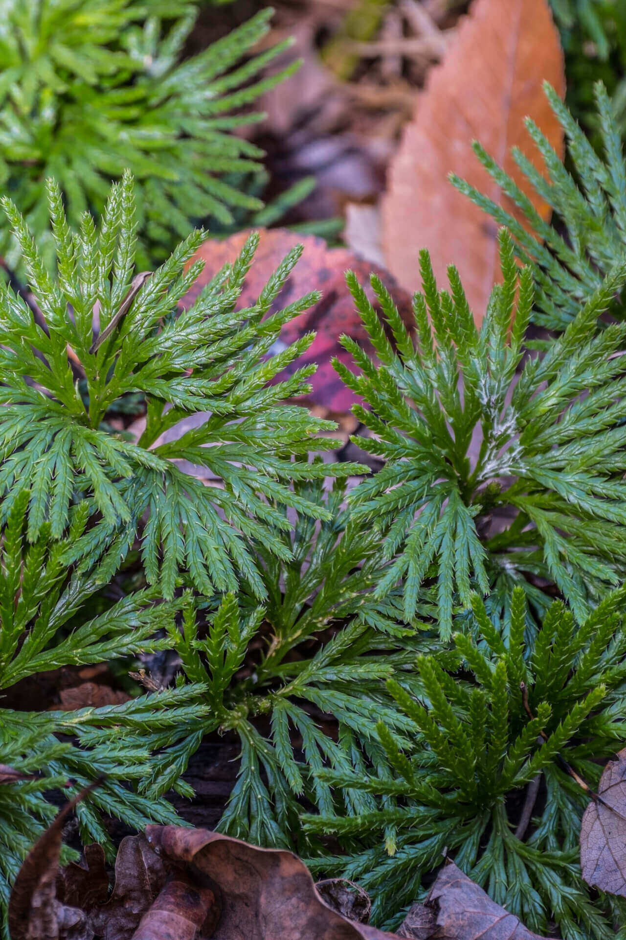 Running Cedar Plants For Sale - TN Nursery