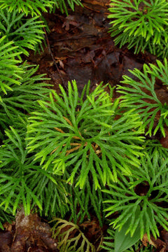 Running Cedar Plants for Sale $5.99 | Buy 1 Get 1 Free – TN Nursery