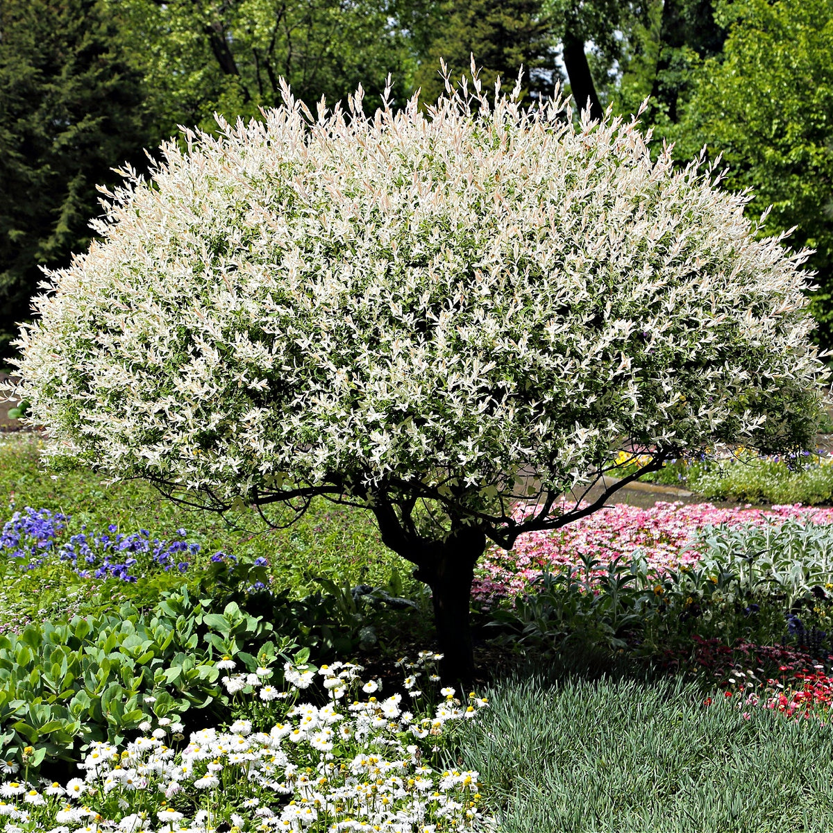 Snow White Willow Shrubs for Sale $24.99 | Buy 1 Get 1 Free – TN Nursery