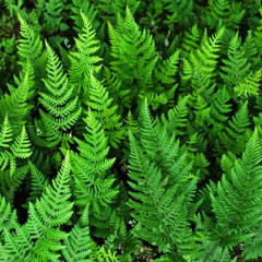 Borders with Native Ferns – TN Nursery