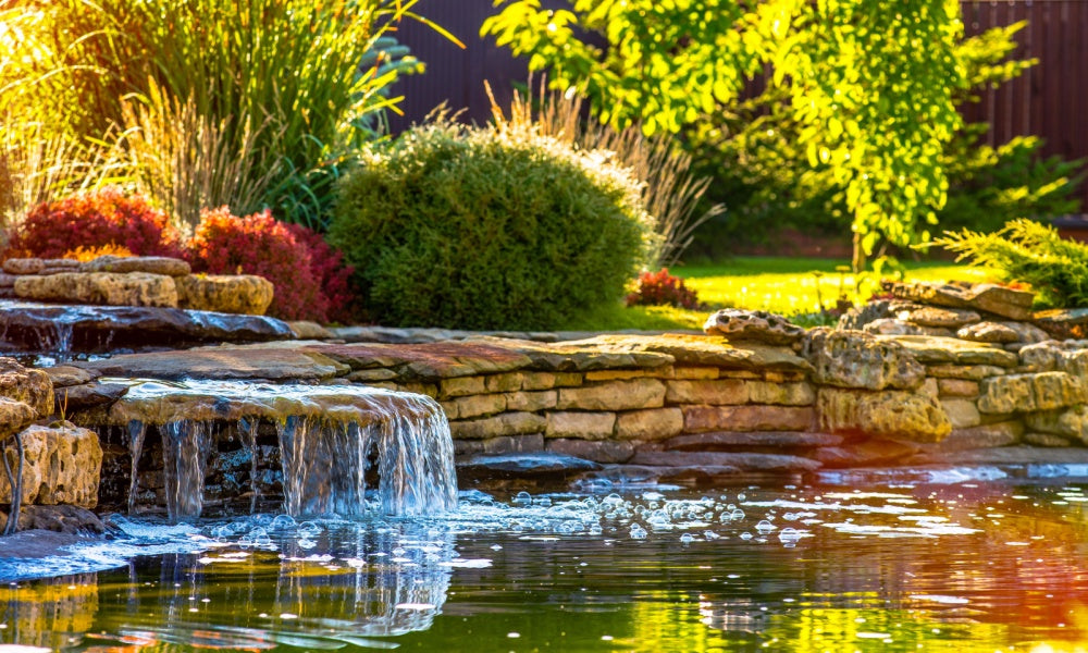 Plant of The Month Subscription - 1 Per Month – TN Nursery