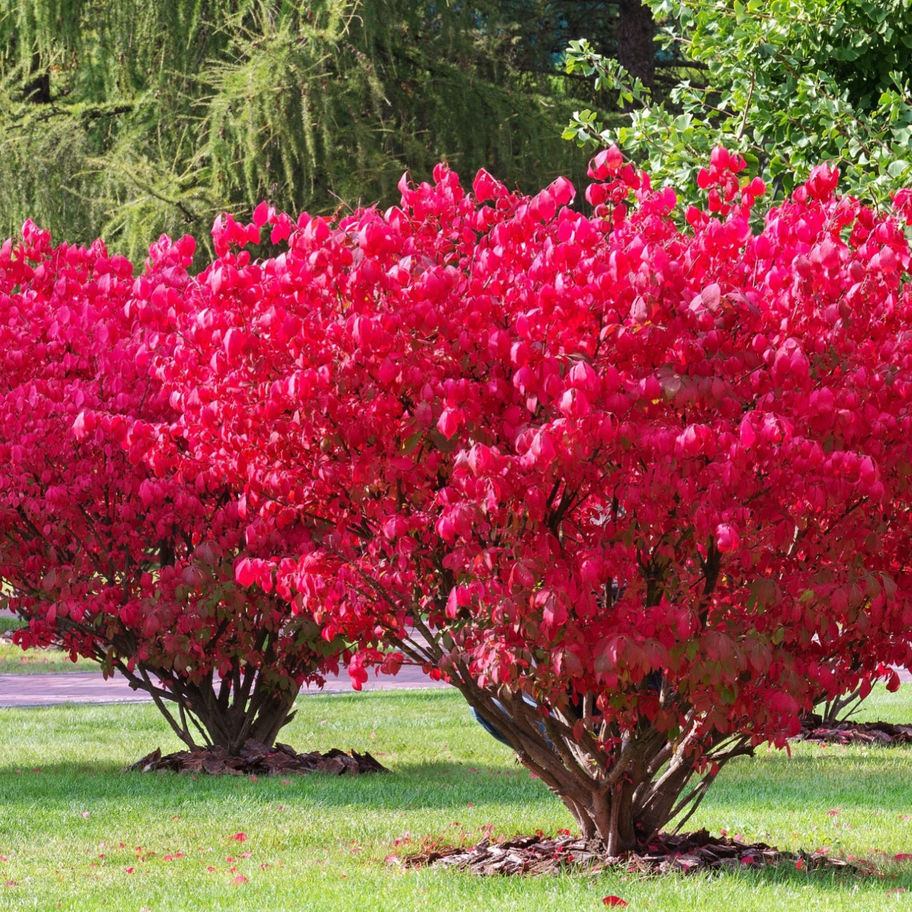 Burning Bush for Sale – Fiery Red Fall Shrub Plants – TN Nursery