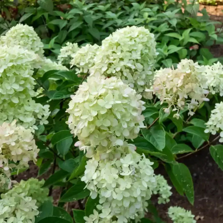 TN Nursery | Affordable Mail Order Plants Online at Grower Prices