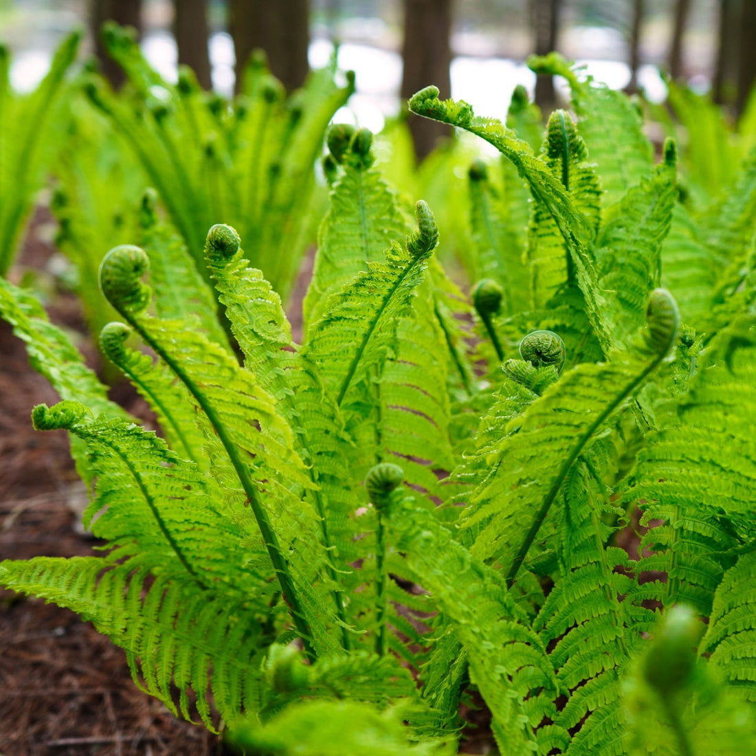 Ostrich Ferns - Lush, Hardy Ferns – TN Nursery