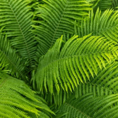 Borders with Native Ferns – TN Nursery